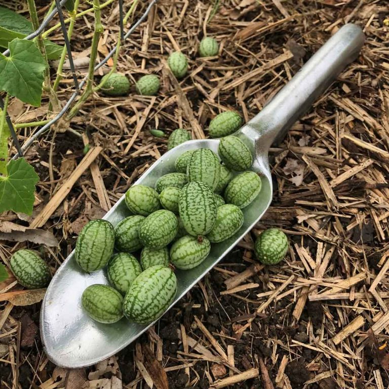 Garden Tools Australia are 100% Australian made gardening tools